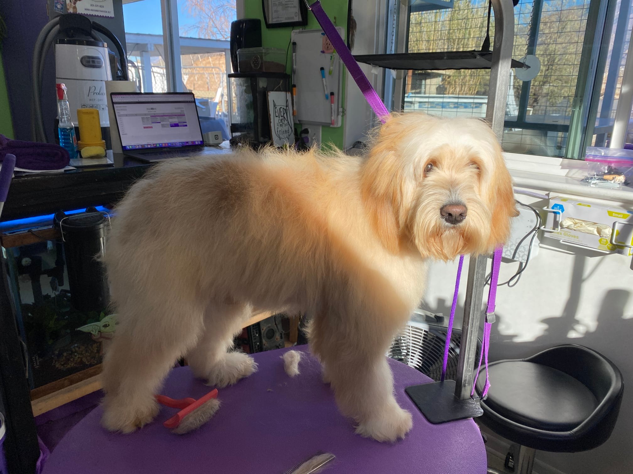 Pricing & Services – Pet Junction Grooming